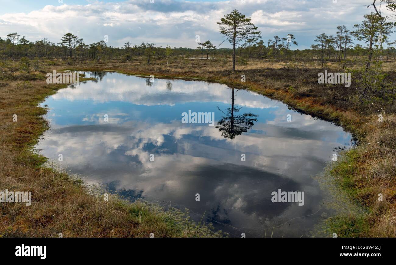 beautiful bog landscape, the land is covered with bog vegetation, moss ...