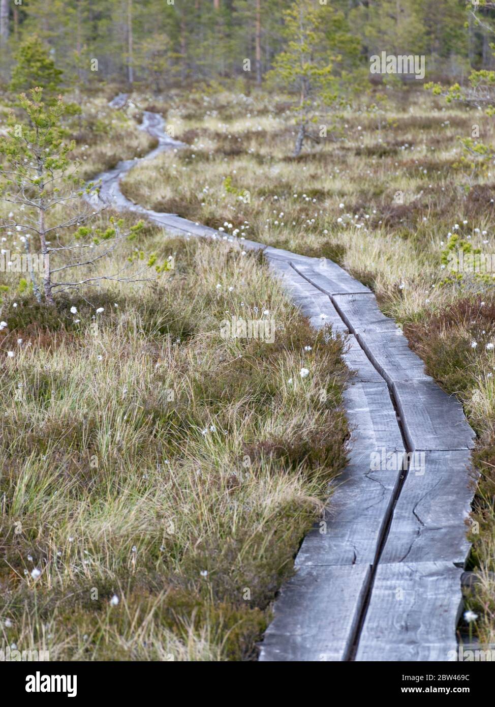 view of the bog vegetation, in the foreground the texture of the wooden ...