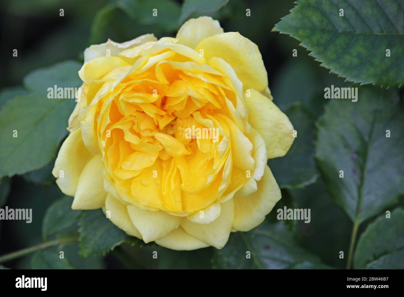 Single yellow rose flower of the variety Molineux also known as Ausmol ...