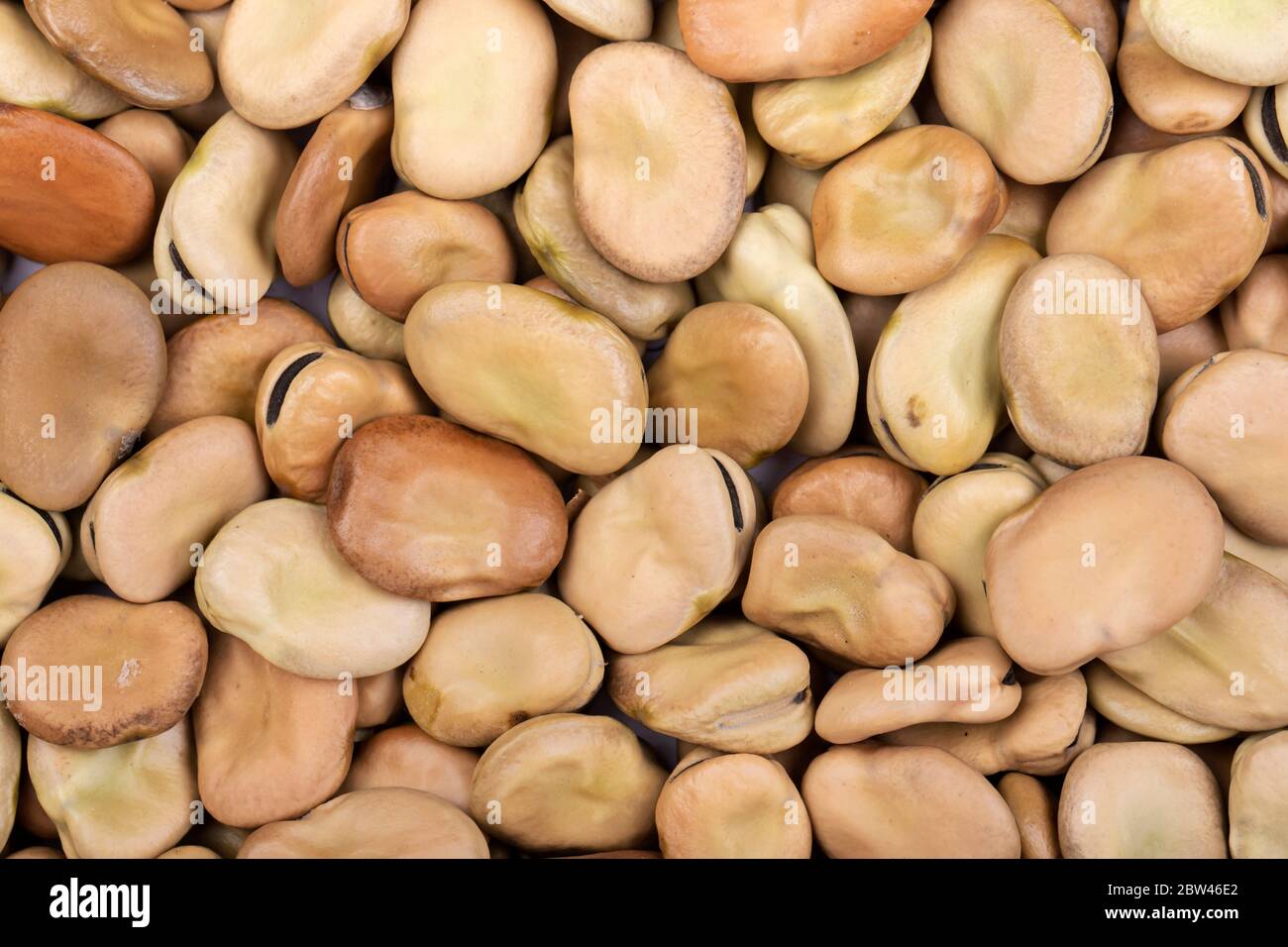 raw dry broad beans sprinkled as a background. Bean texture is clearly ...