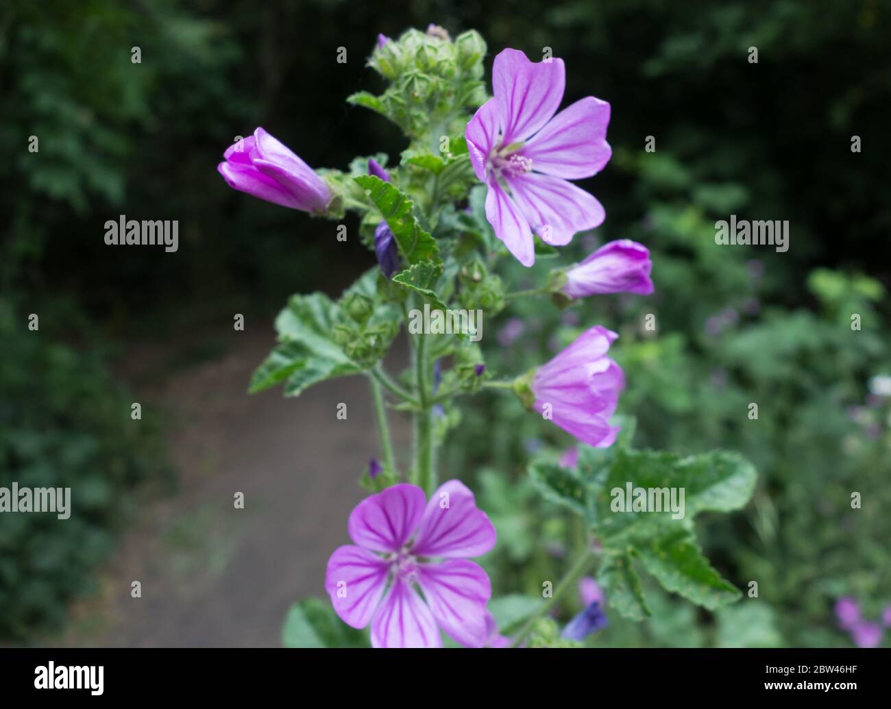 Common mallow weed hi-res stock photography and images - Alamy