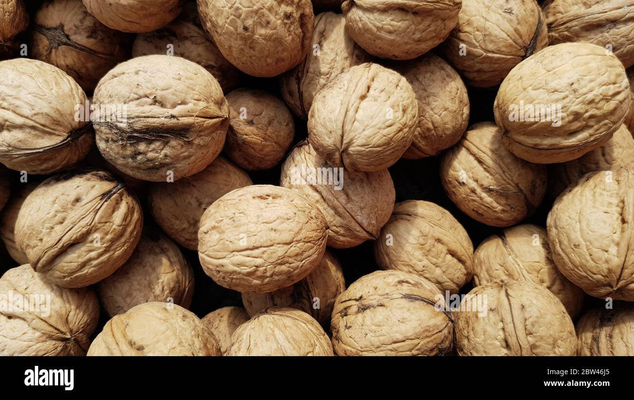 a lot of walnuts harvest. nuts in the shell. scattered as a background ...