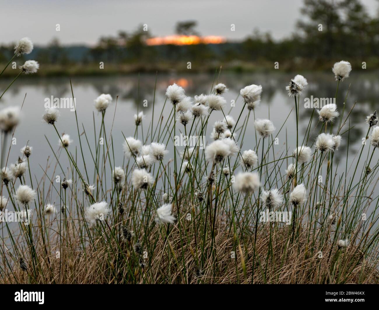 beautiful swamp landscape with fluffy hare’s-tail Cottongrass in the ...