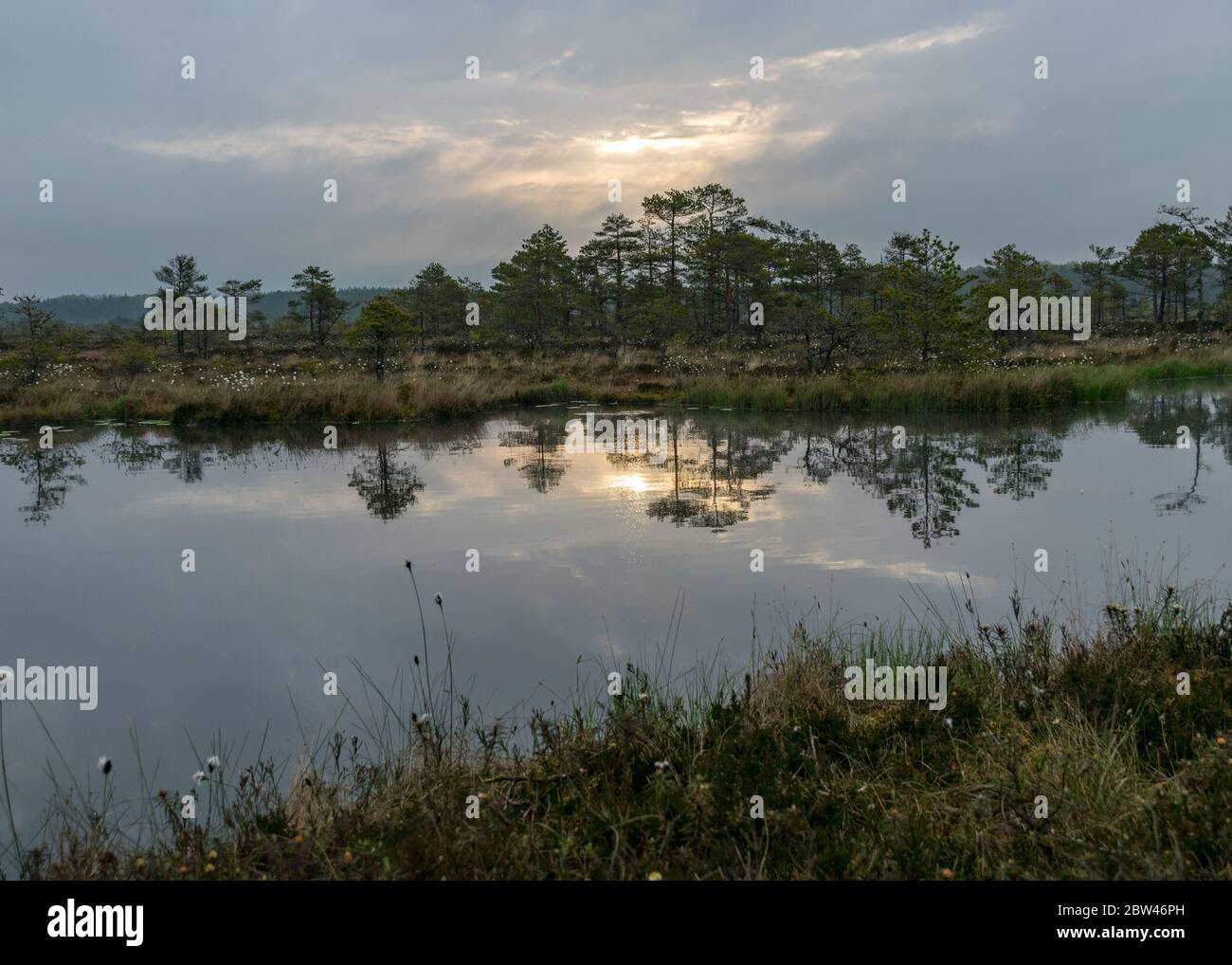 beautiful bog landscape, the land is covered with bog vegetation, moss ...