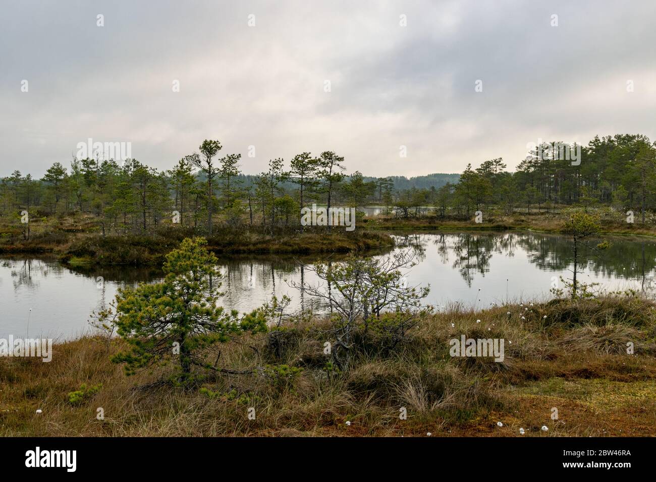 beautiful bog landscape, the land is covered with bog vegetation, moss ...
