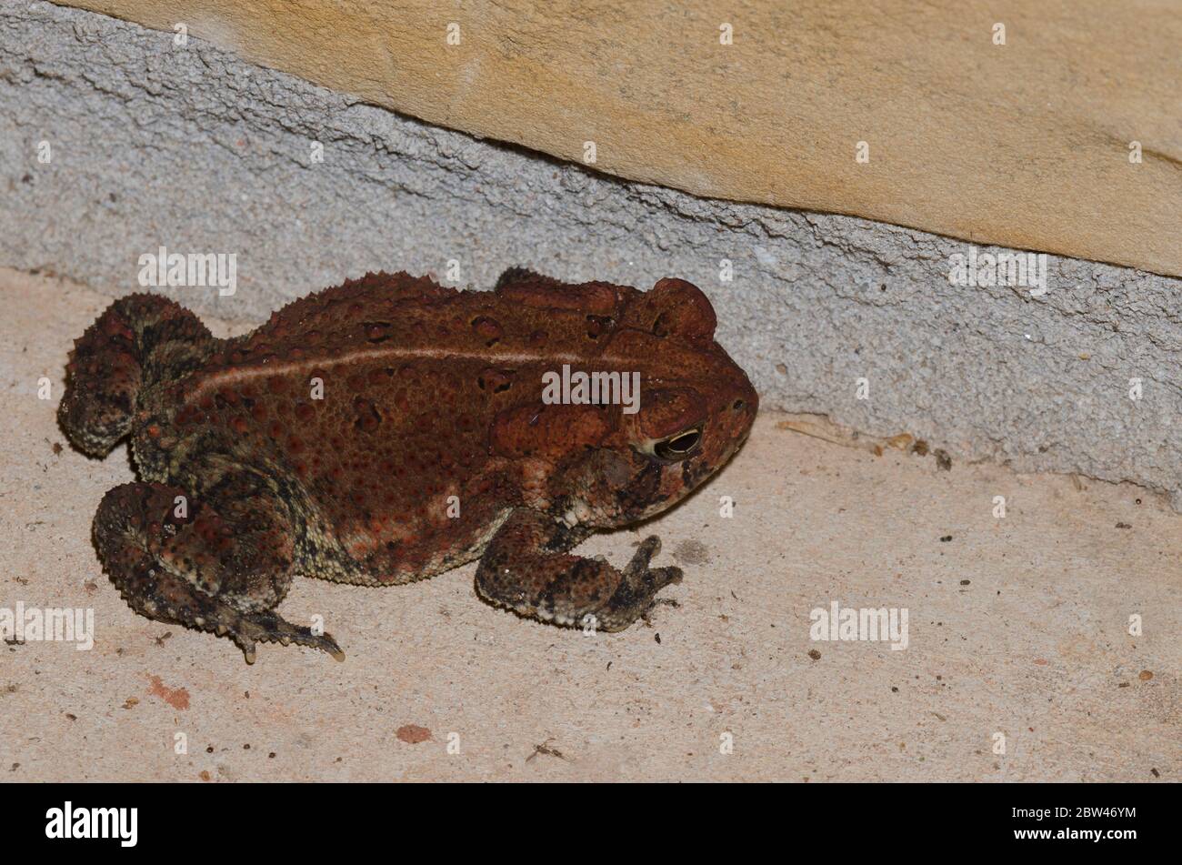 American Toad, Anaxyrus americanus, next to house Stock Photo - Alamy