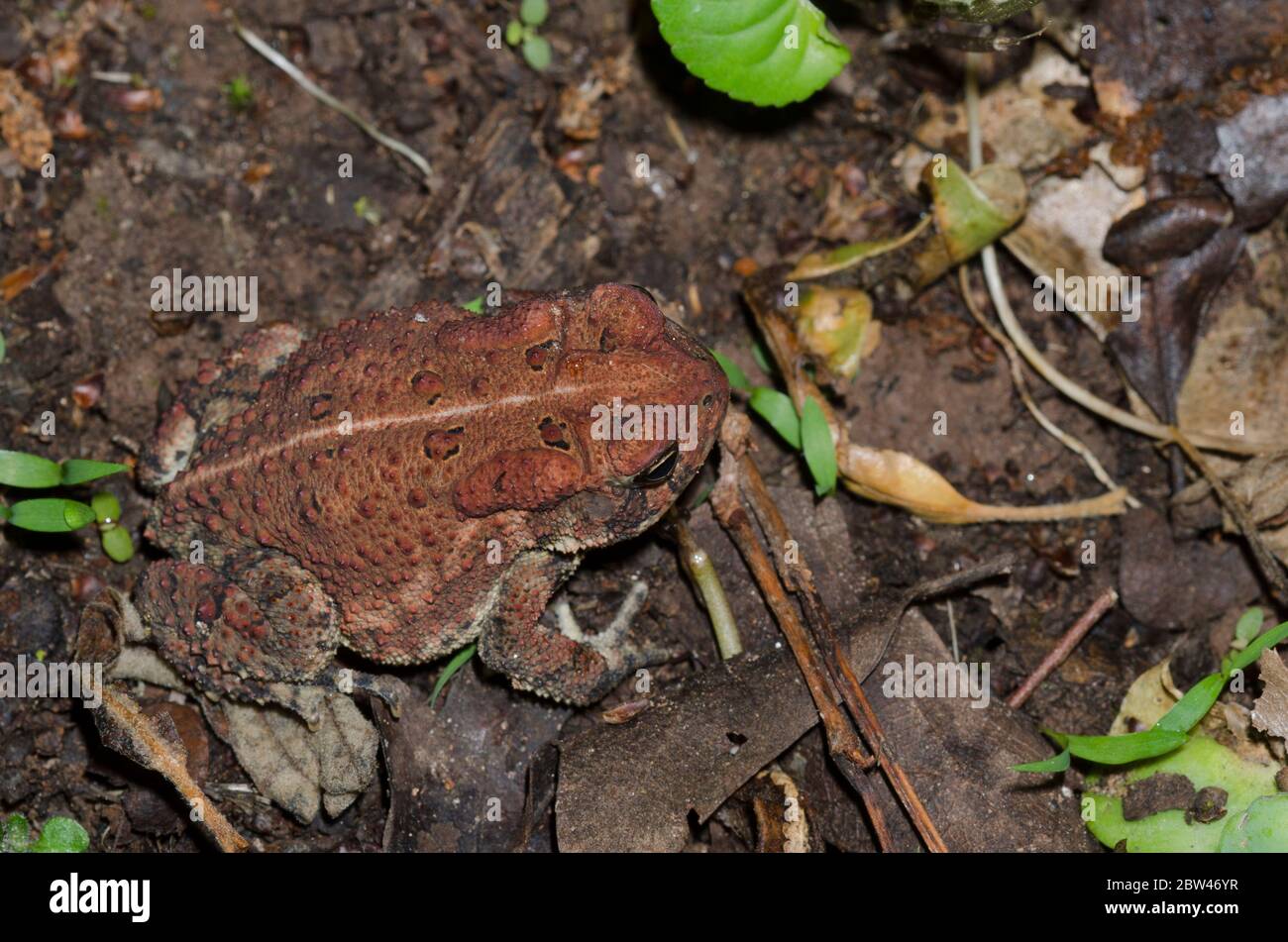 American Toad, Anaxyrus americanus Stock Photo - Alamy