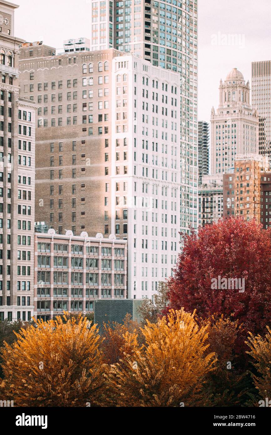 Fall Colors of the Trees in Millennium Park and Historic Architecture ...
