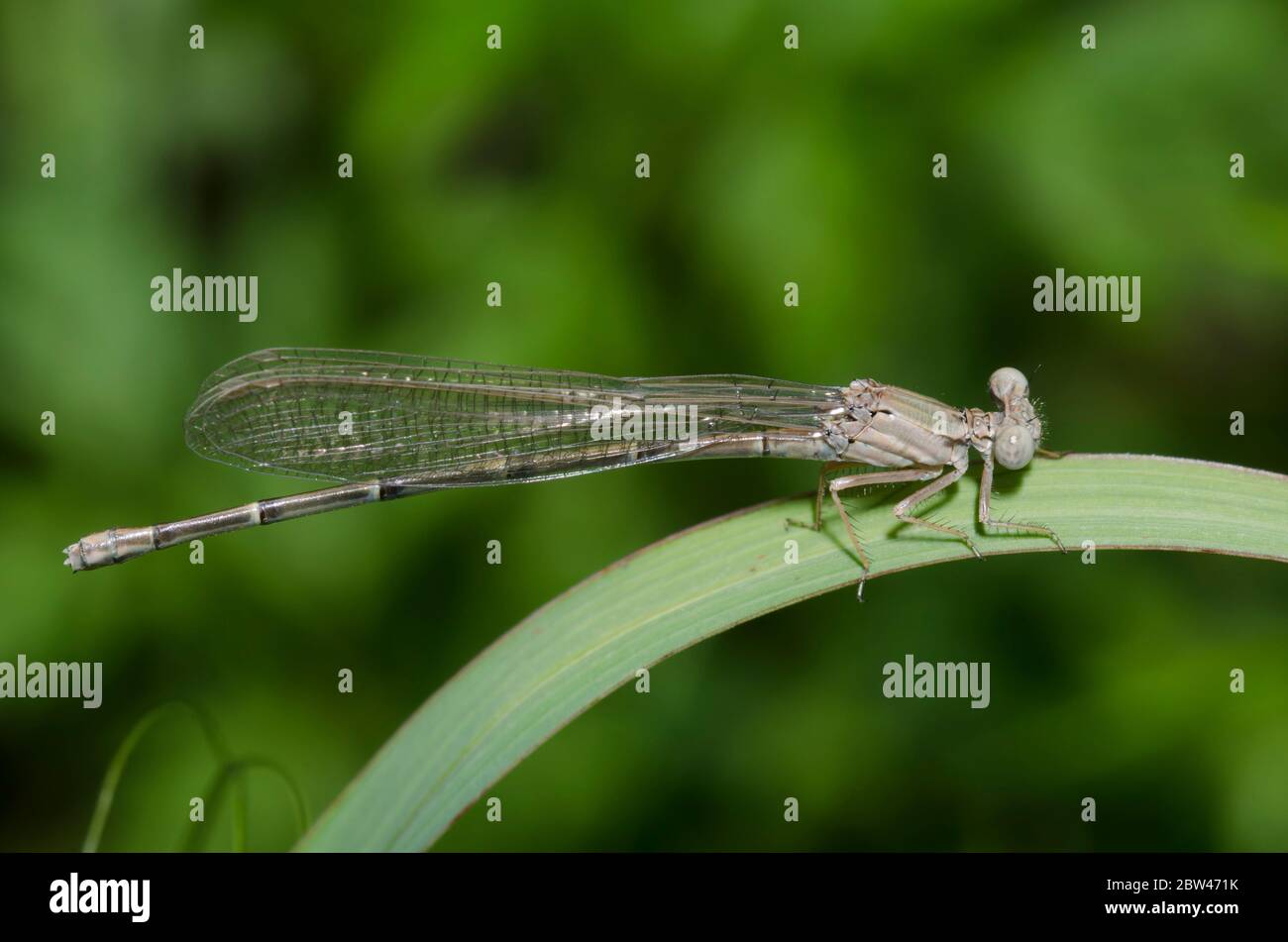 Blue-fronted Dancer, Argia apicalis, teneral female Stock Photo - Alamy