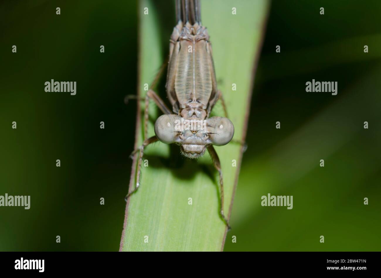 Blue-fronted Dancer, Argia apicalis, teneral female Stock Photo - Alamy