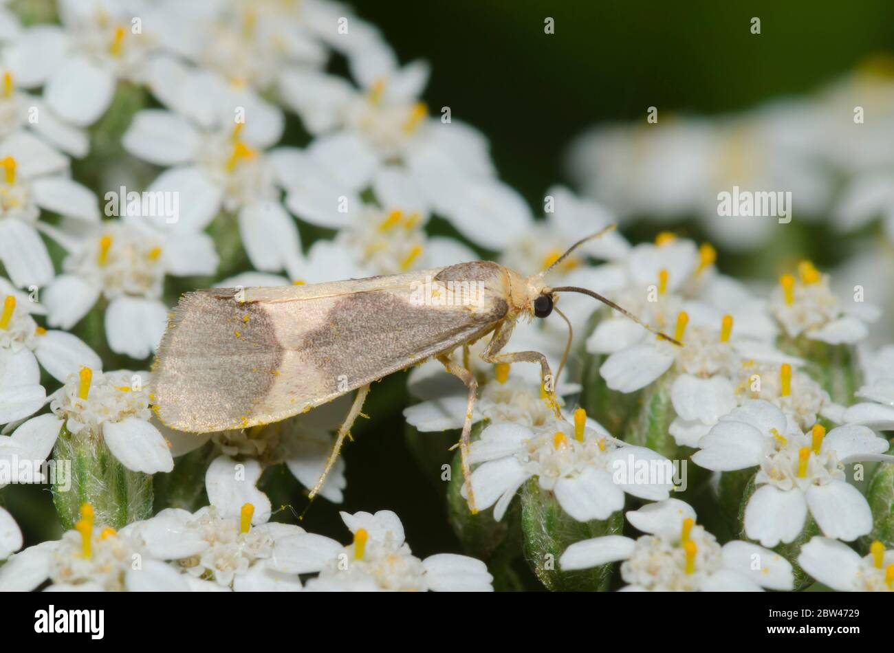 One-banded Lichen Moth, Cisthene unifascia, foraging on yarrow ...