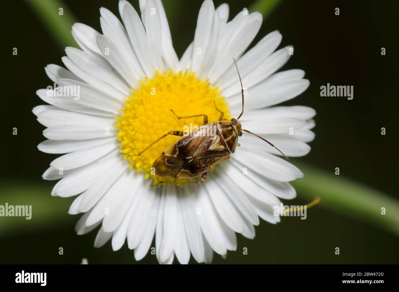 Erigeron Sp High Resolution Stock Photography and Images - Alamy