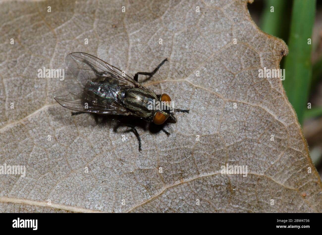 Flesh Fly, Family Sarcophagidae Stock Photo - Alamy