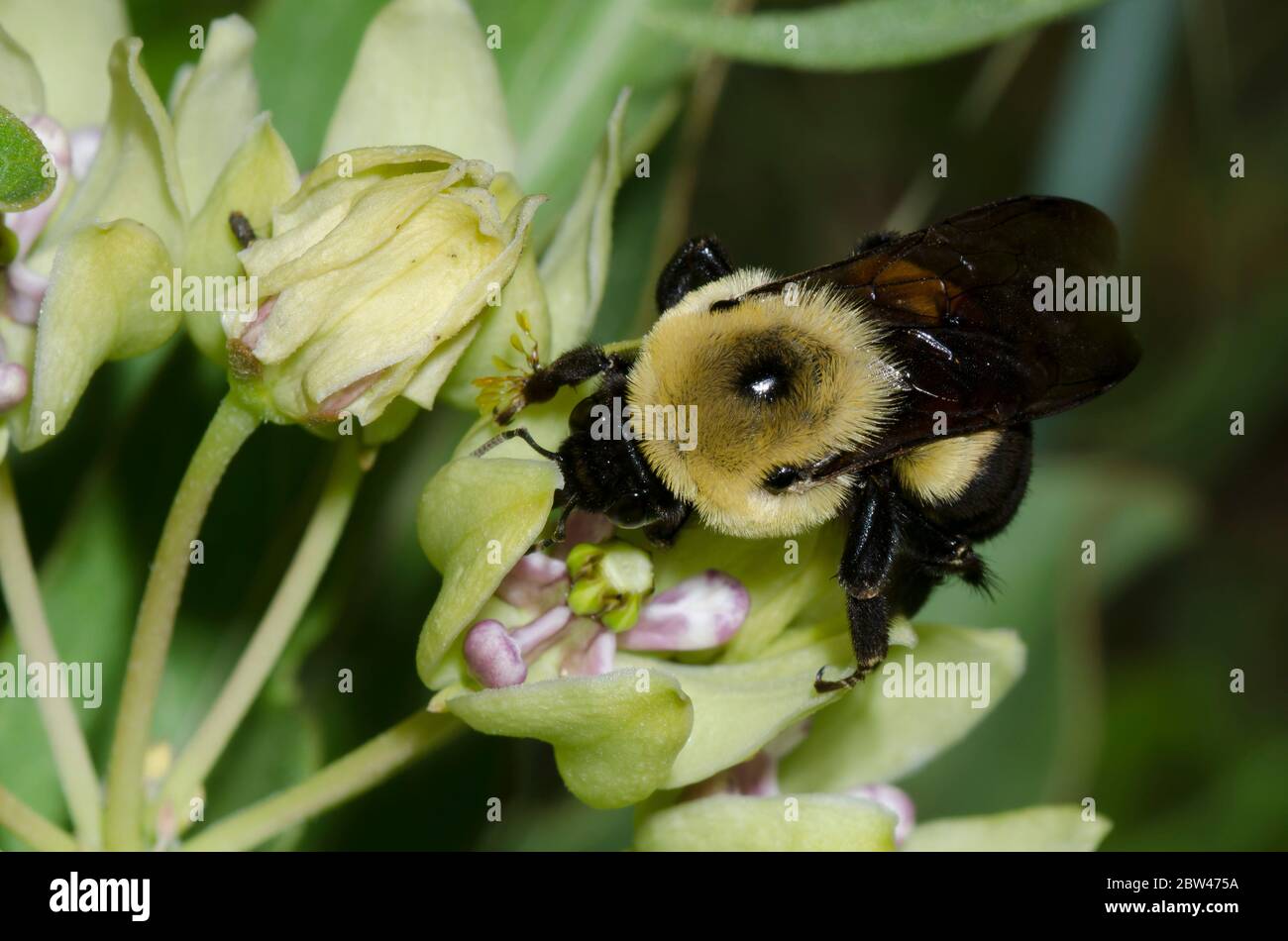 Brown-belted Bumble Bee, Bombus griseocollis, foraging on green ...