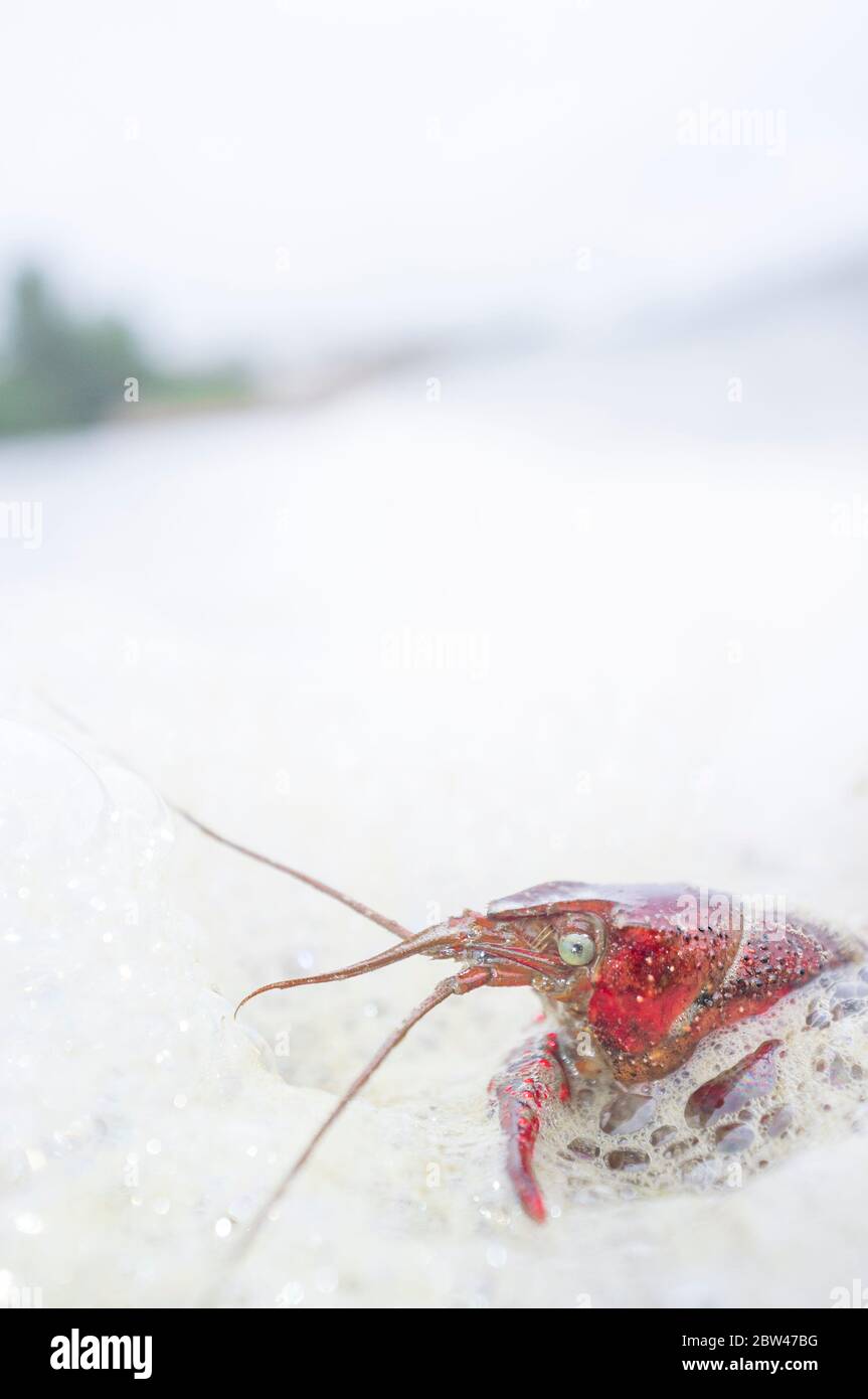 Crayfish waste hi-res stock photography and images - Alamy