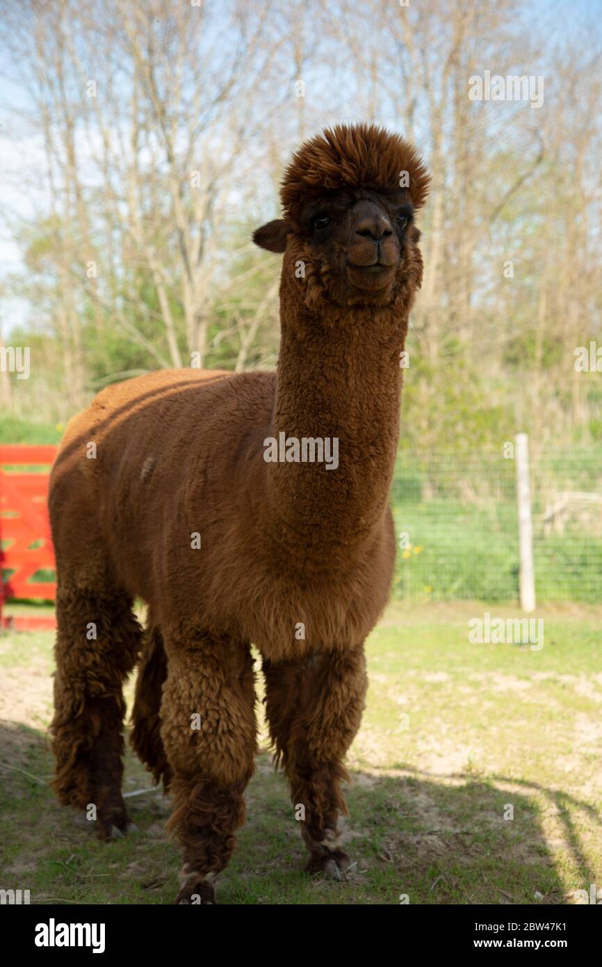 Front poofy view of dark brown alpaca before shearing time Stock Photo ...