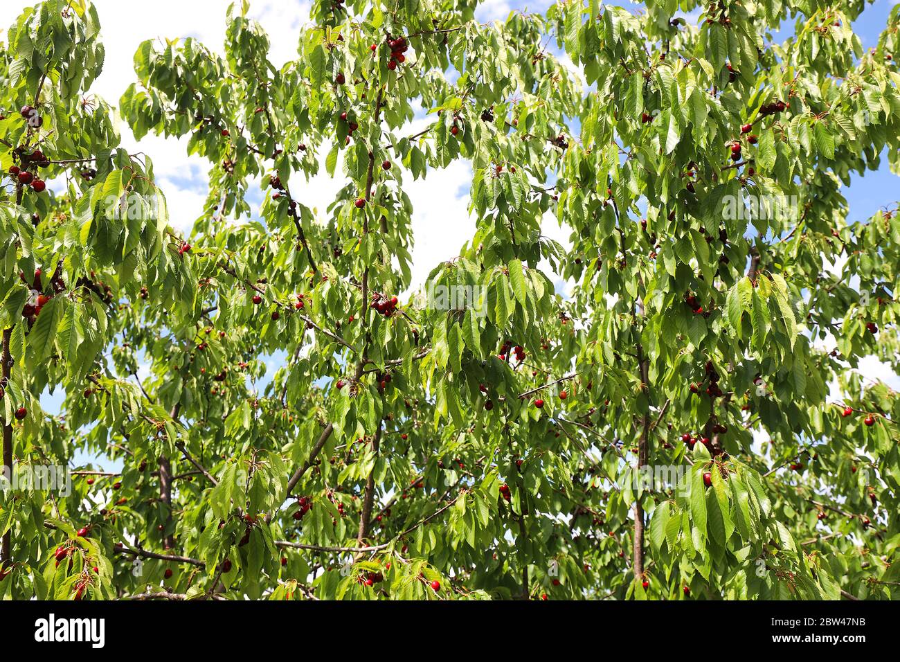 Tree of cherry with branches full of many ripe red cherries ready for ...