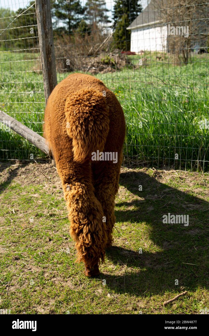 Bum of brown alpaca with cute tail poofing out Stock Photo - Alamy