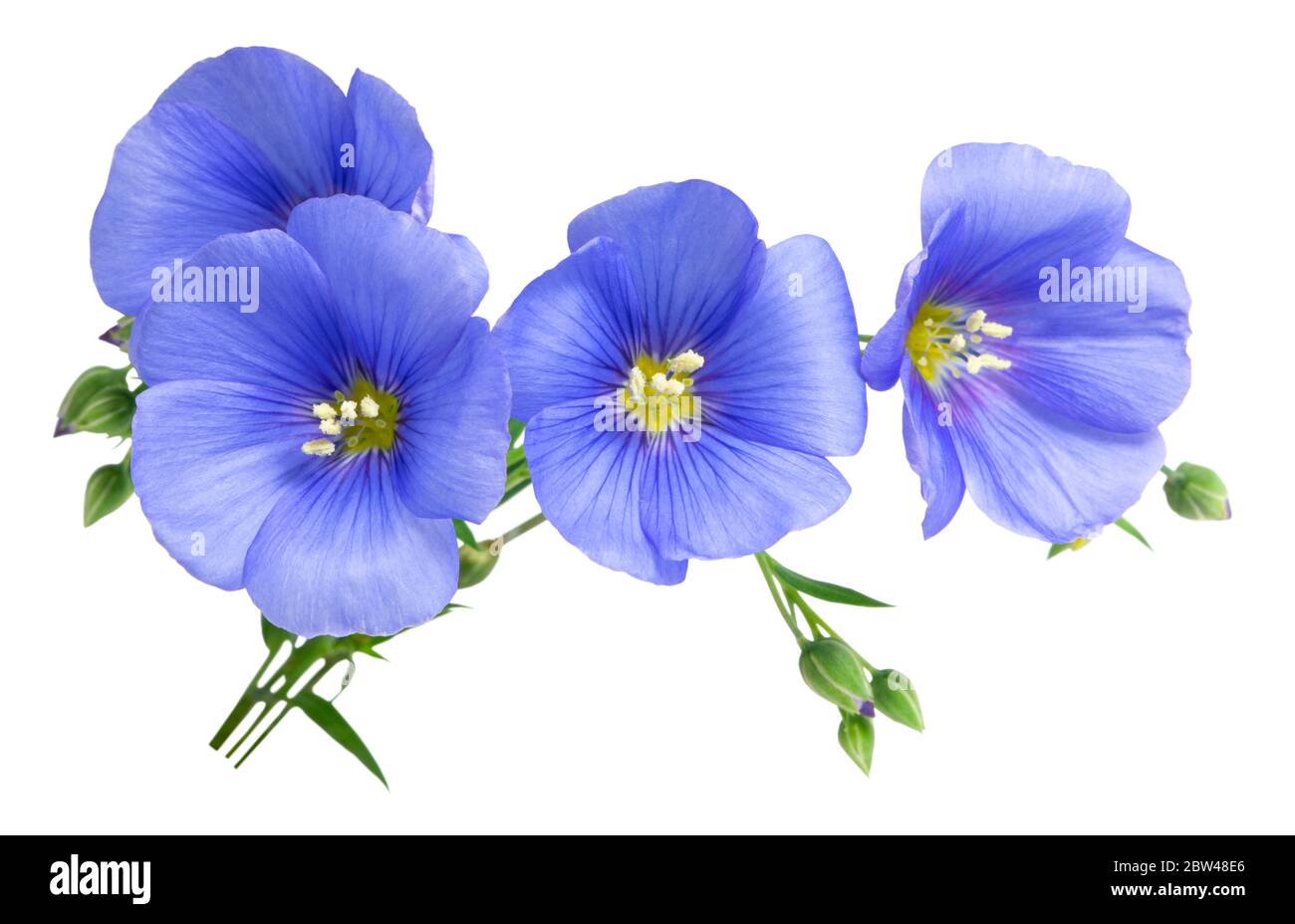 Flax blue flowers isolated on white background Stock Photo - Alamy