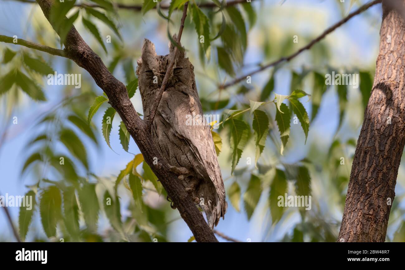 Indian scops owl on tree hi-res stock photography and images - Alamy