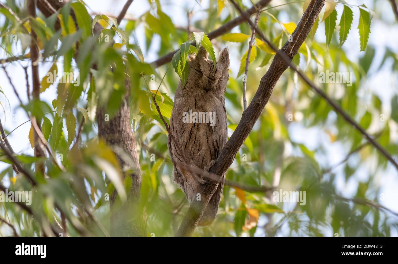 Scope owl hi-res stock photography and images - Alamy