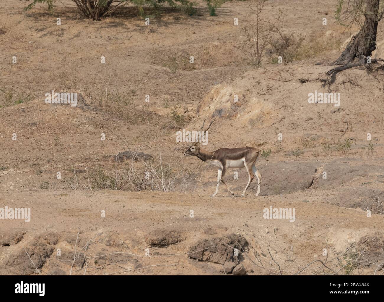 The Blackbuck (Male) deer roaming in jungle Stock Photo - Alamy