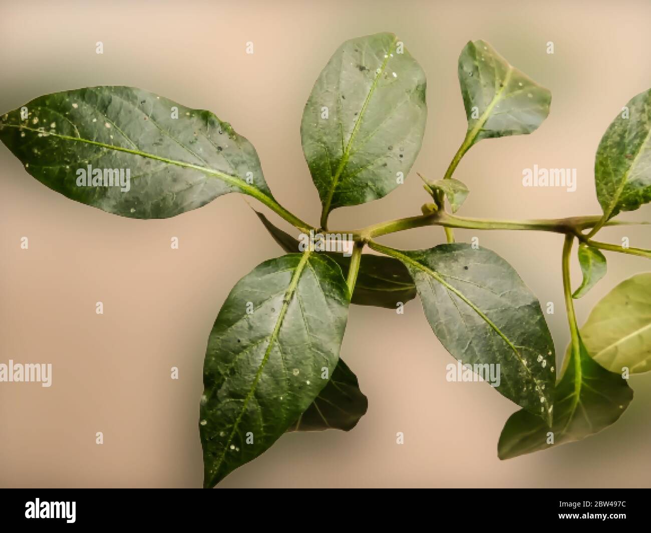 A picture of chili plant leafs Stock Photo - Alamy