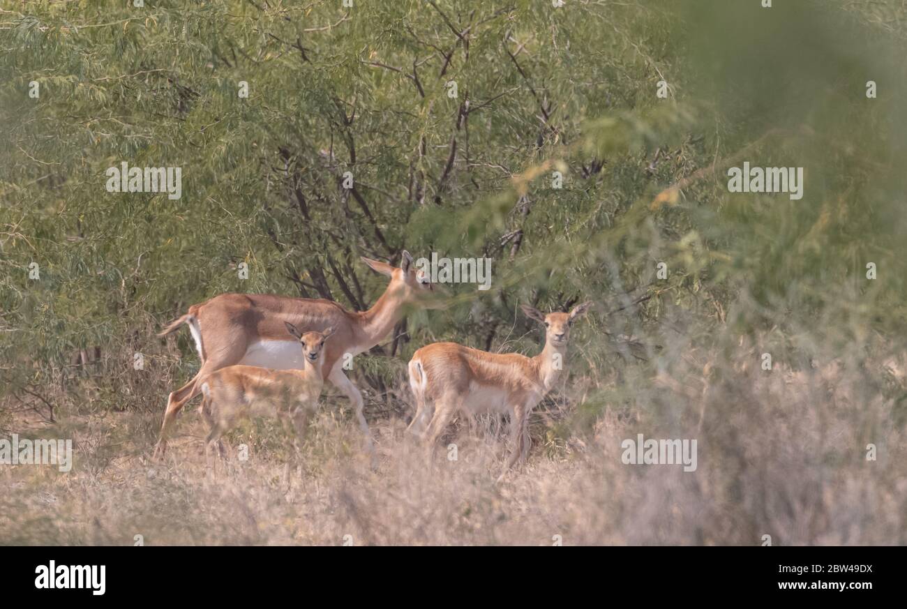 Blackbuck (Female) deer with cubs at Forest Stock Photo - Alamy