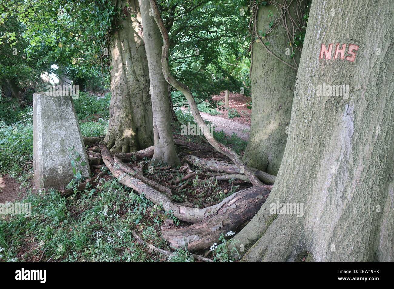 NHS carved into a tree on the summit of Brailes hill next to a trig ...