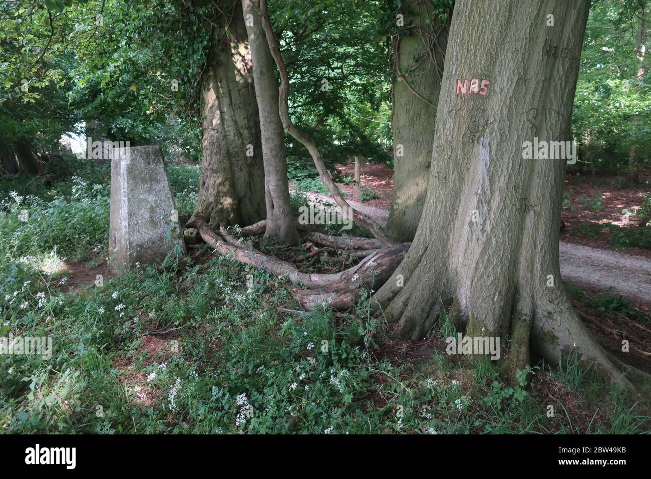 NHS carved into a tree on the summit of Brailes hill next to a trig ...