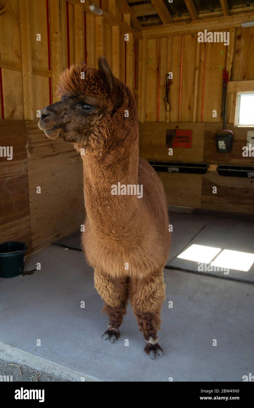 Rural alpaca hi-res stock photography and images - Alamy