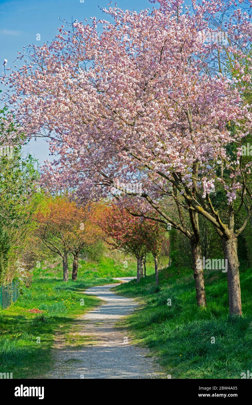 Footpath with pink flowering trees in a park Stock Photo - Alamy