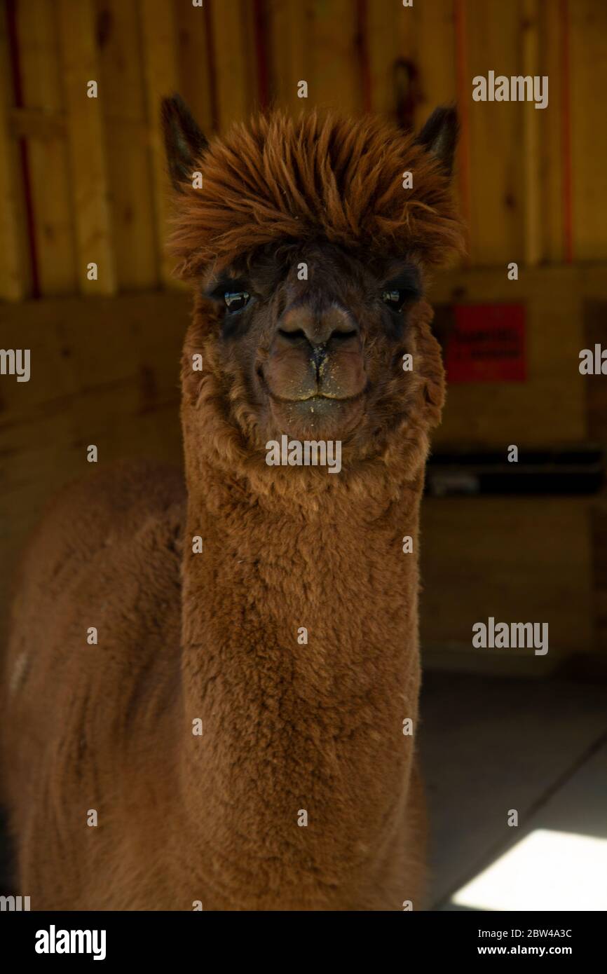 Neck and head shot of smiling dark brown alpaca Stock Photo - Alamy