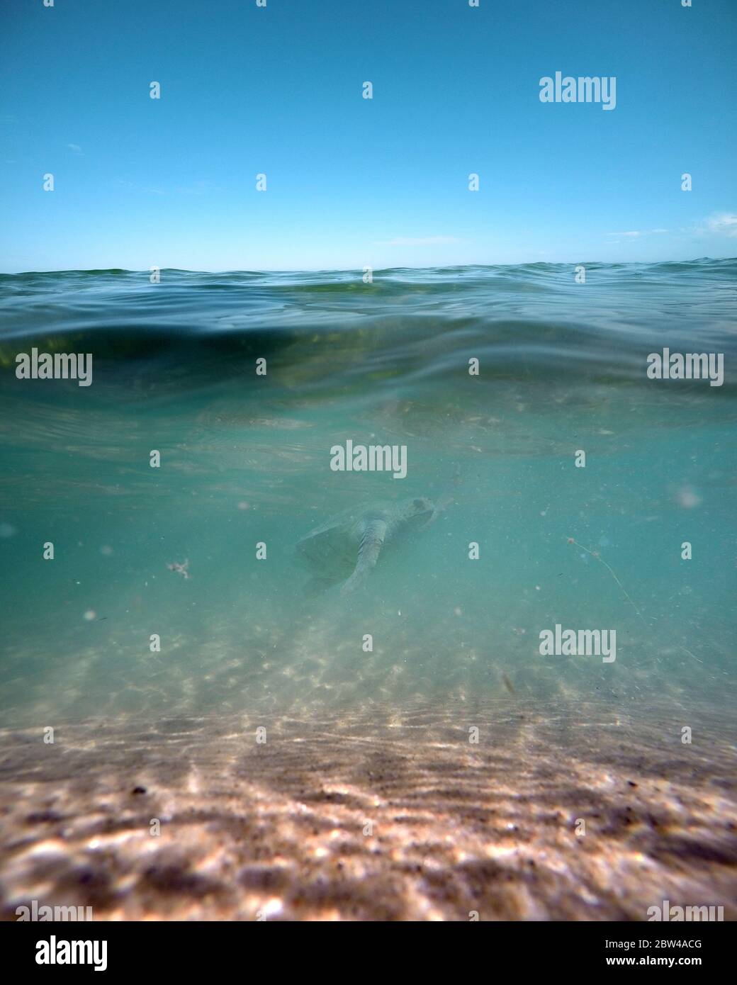 Underwater dive caribbean swimming hi-res stock photography and images ...