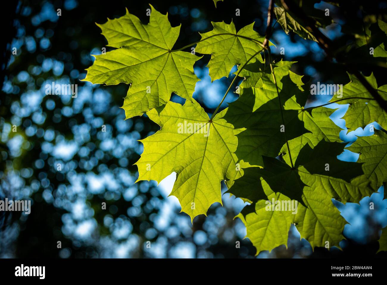 Vine maple tree leaves hi-res stock photography and images - Alamy