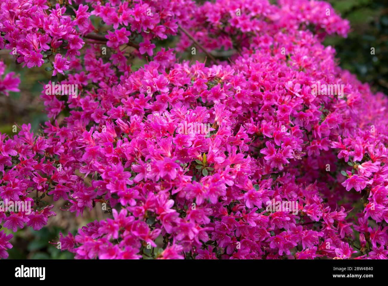 Evergreen azalea in full flower, Tremenheere Sculpture Gardens ...