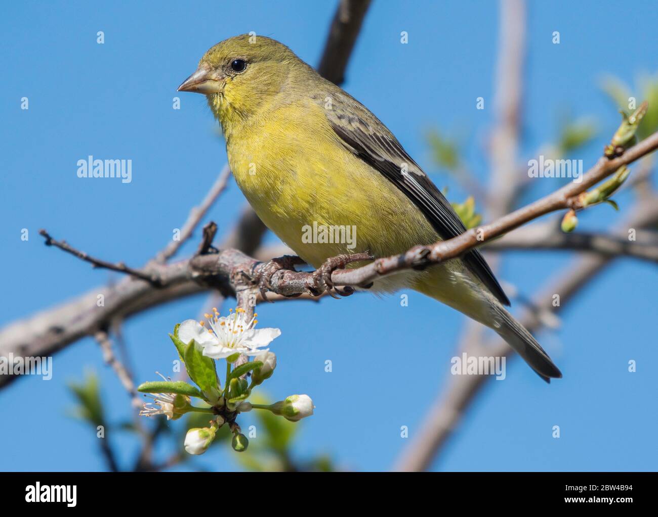 Female Lesser Goldfinch, Carduelis psaltria, perches in a plum tree in ...