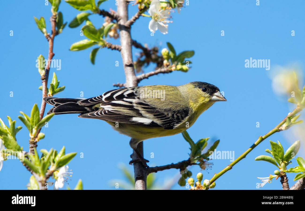 Berkeley alameda county california united states hi-res stock ...