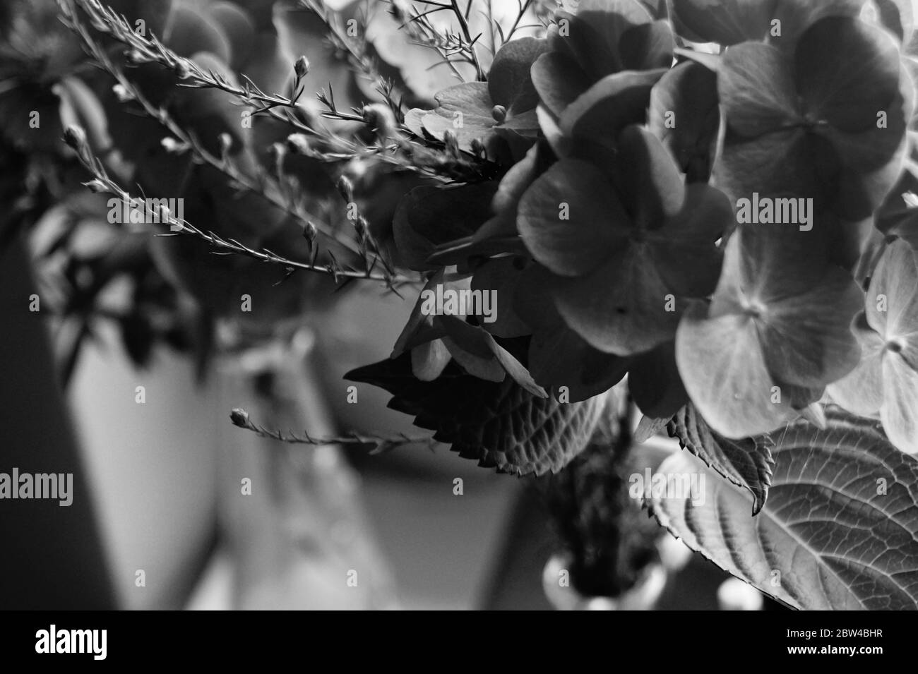 A close up of flowers, sad depressed black and white . High quality ...