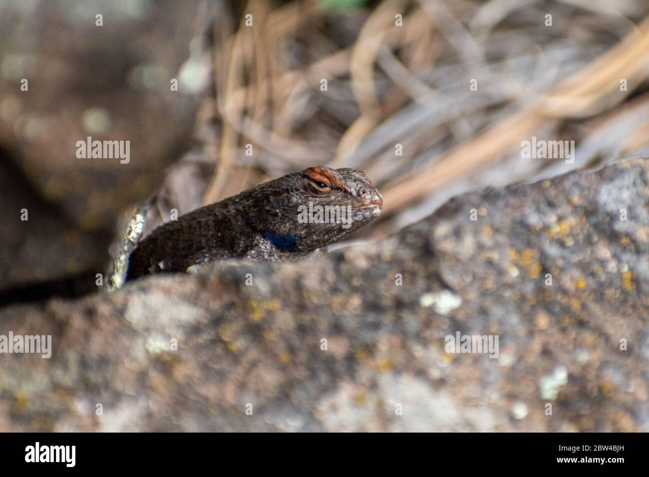 Hiding rocks hi-res stock photography and images - Alamy