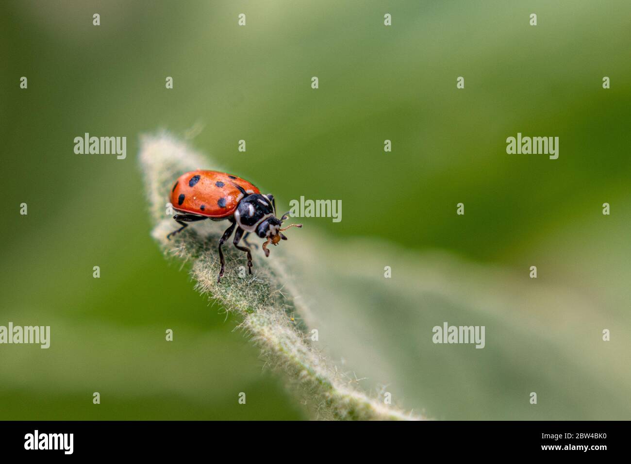 Cute little ladybug hi-res stock photography and images - Alamy