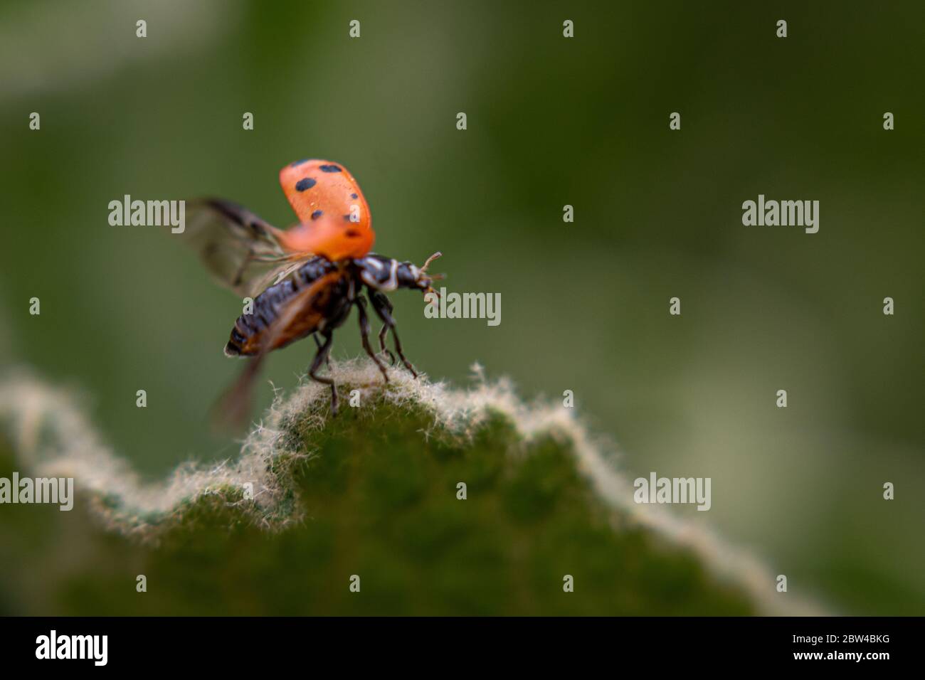 Little red ladybug hi-res stock photography and images - Alamy