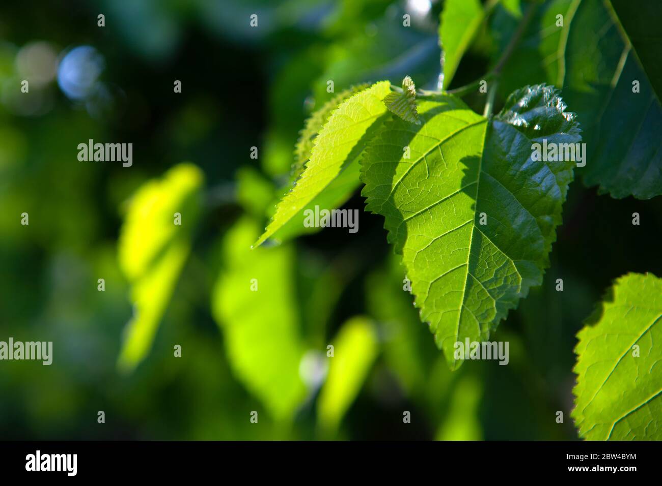 Mulberry leaf tree at field hi-res stock photography and images - Alamy