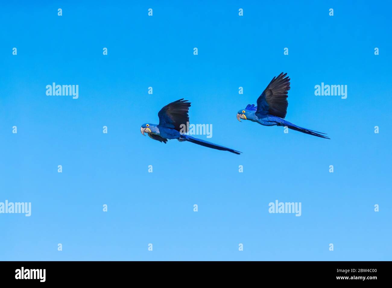 Hyacinth Macaw (Anodorhynchus Hyacinthinus) Two Hyacinth Macaw's flying ...