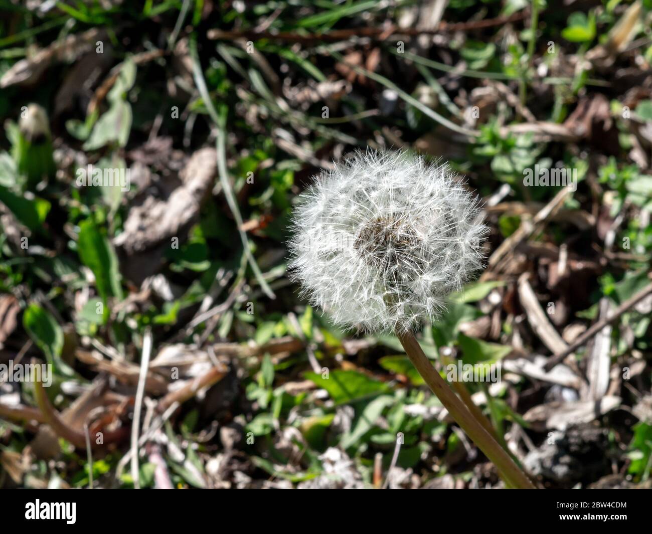 First dandelion hi-res stock photography and images - Alamy