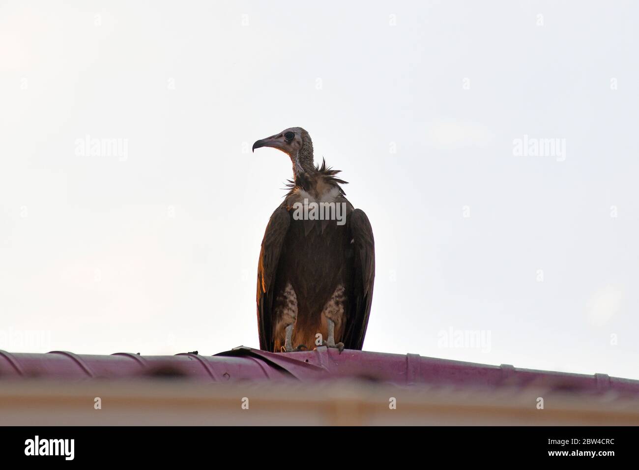 Vultures on the roof of a residential building in the South Sudanese ...