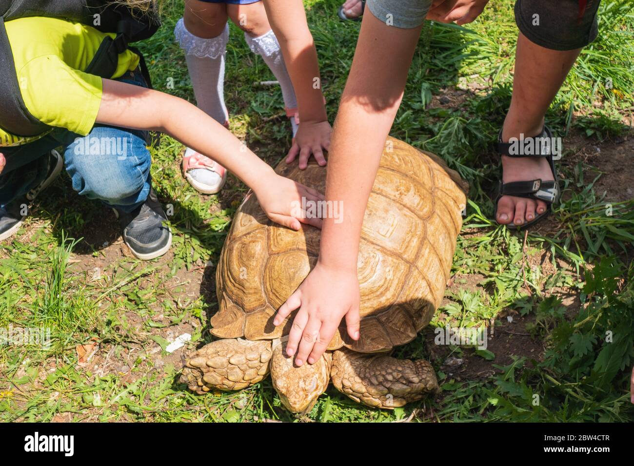 Turtle shells and kid hi-res stock photography and images - Alamy