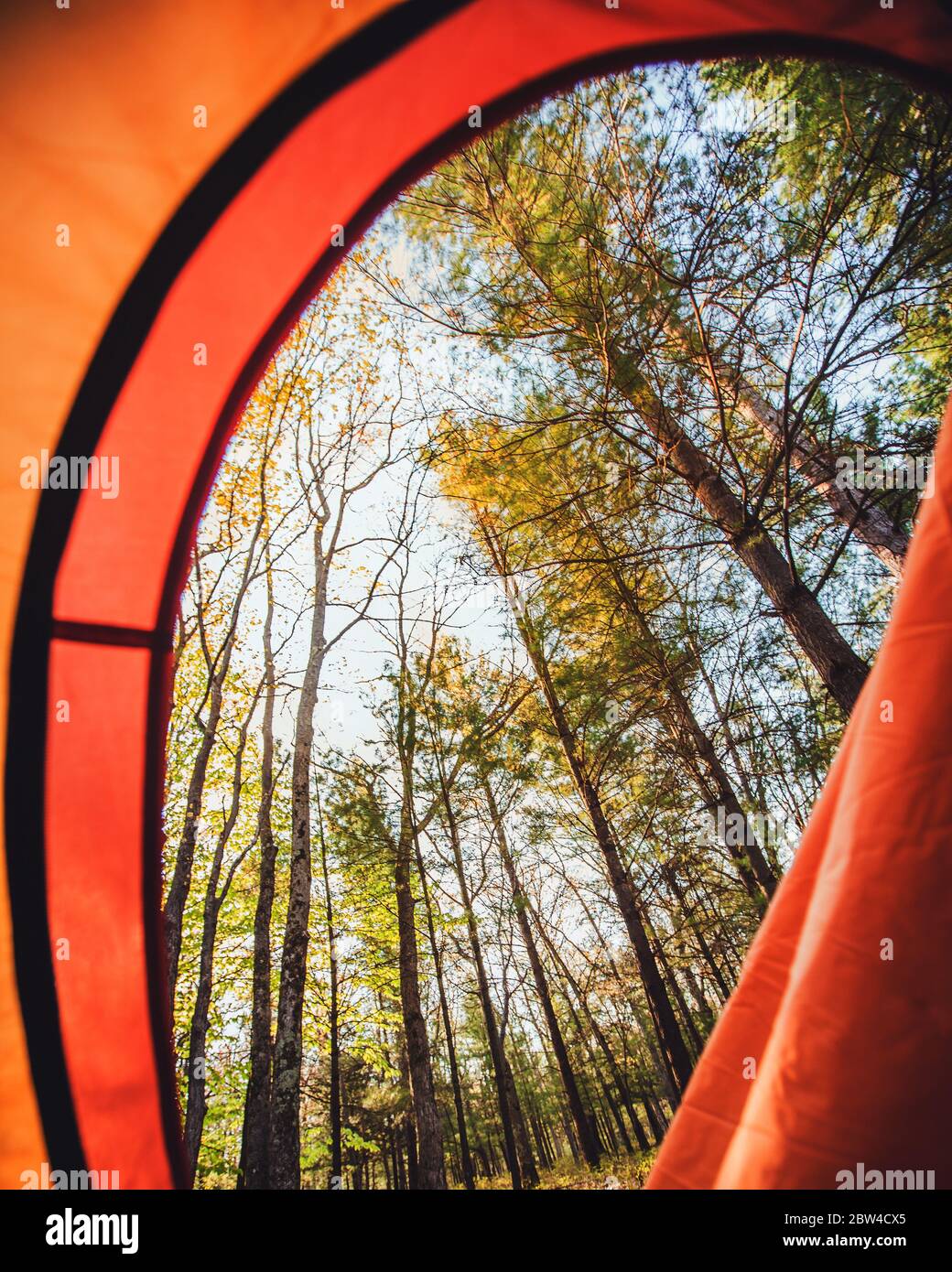 Tent View Looking Out at the Forest Trees while Camping in the Woods ...