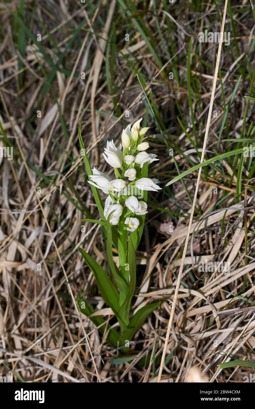 Long leaved helleborine cephalanthera longifolia hi-res stock ...
