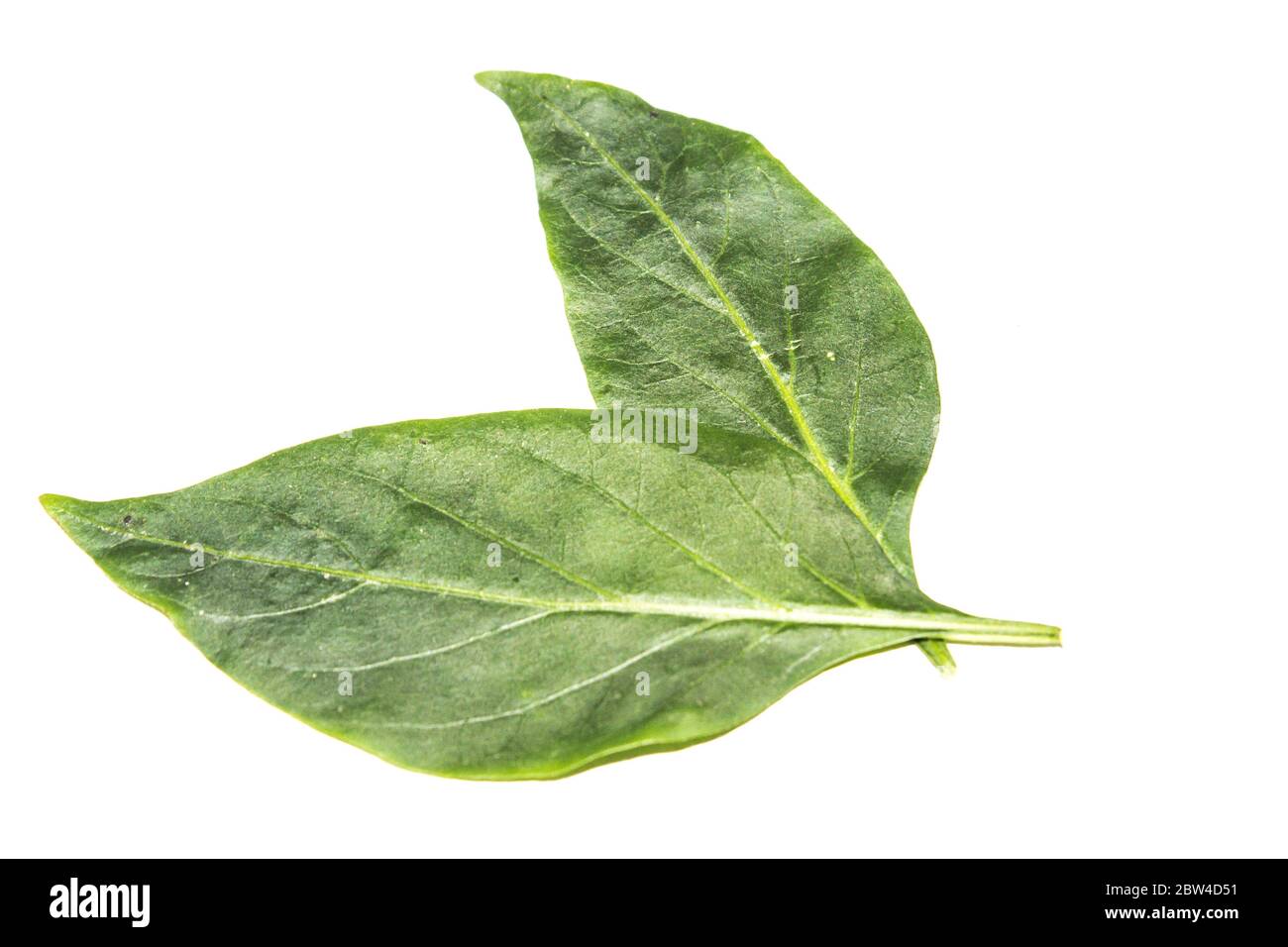 A picture of chili plant leafs Stock Photo - Alamy